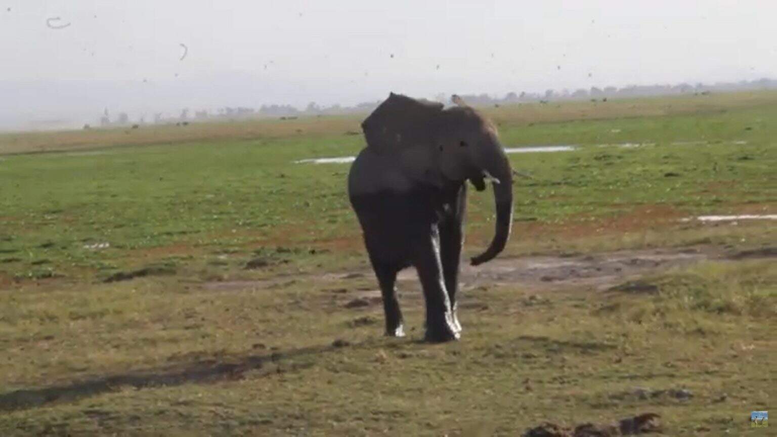 A Baby Elephant "Marks Its Territory" in Front of a Group of Tourists ...