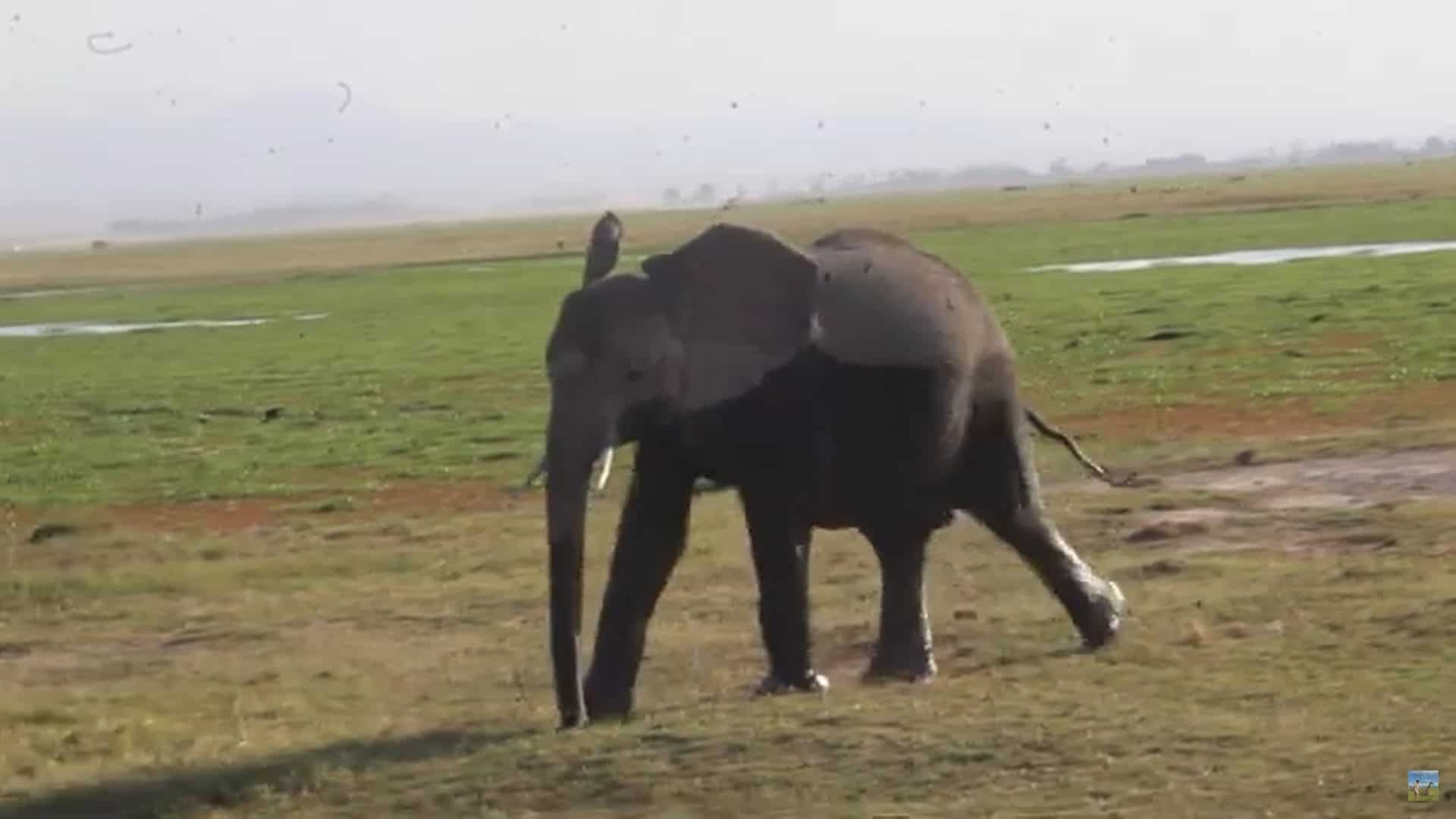 A Baby Elephant "Marks Its Territory" in Front of a Group of Tourists ...