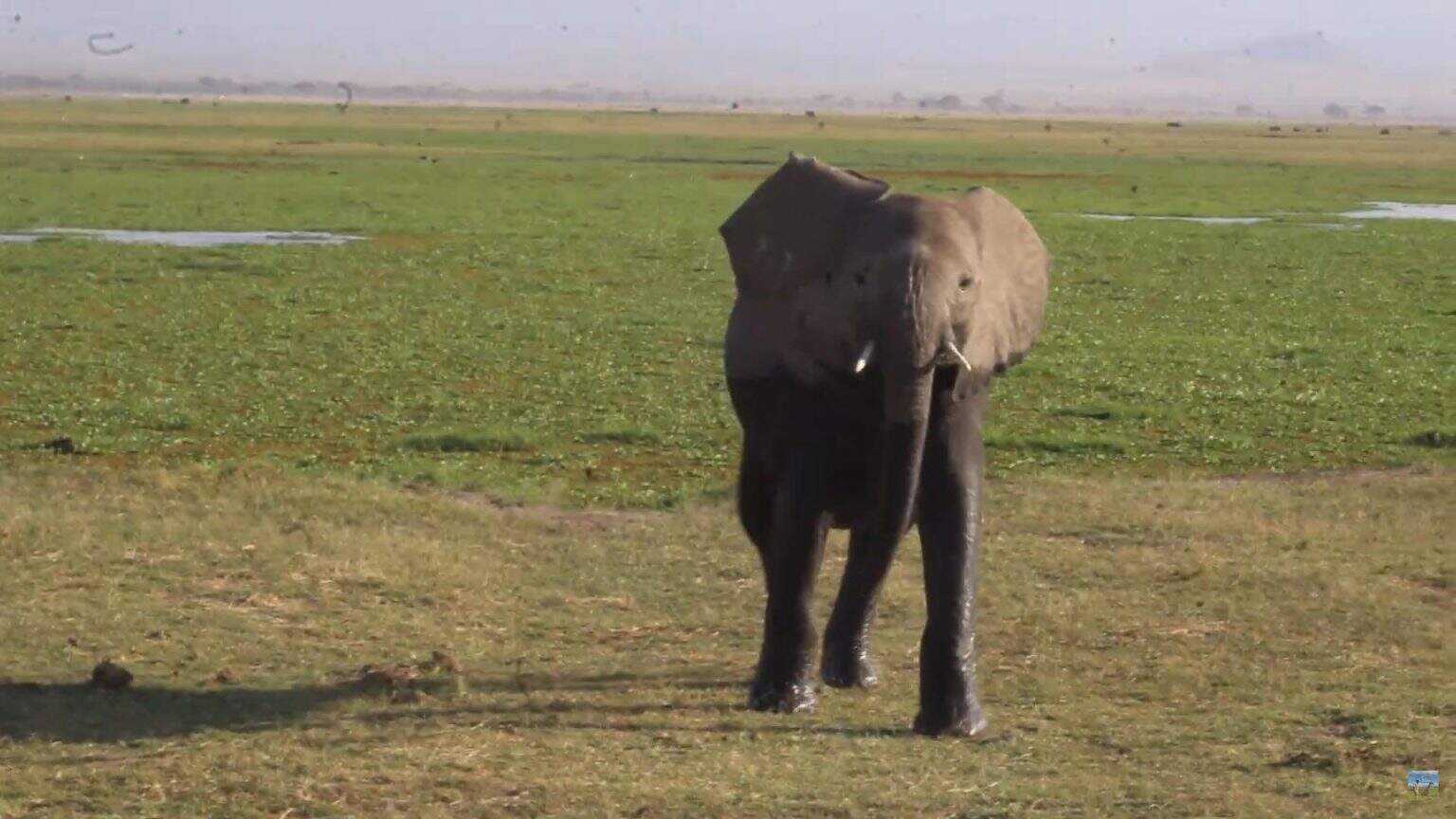 A Baby Elephant "Marks Its Territory" in Front of a Group of Tourists ...