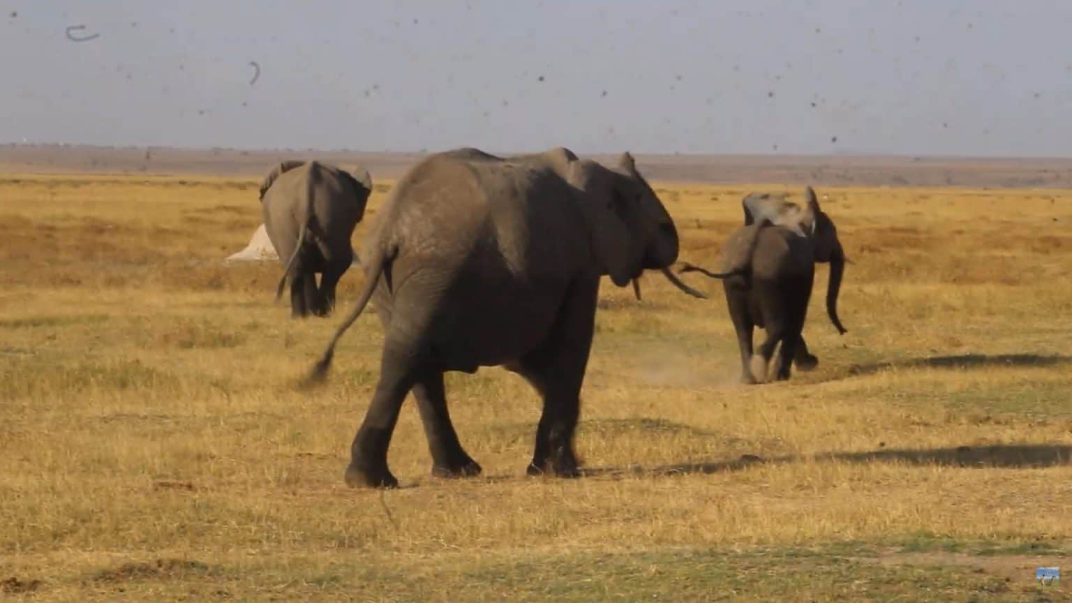 A Baby Elephant "Marks Its Territory" in Front of a Group of Tourists ...