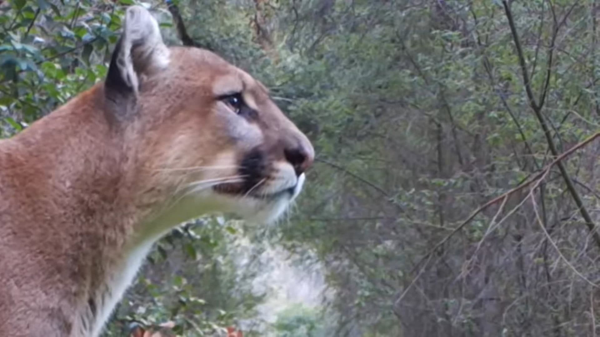 Hear a Mountain Lion's Powerful Scream—A Sound You Hope to Never ...