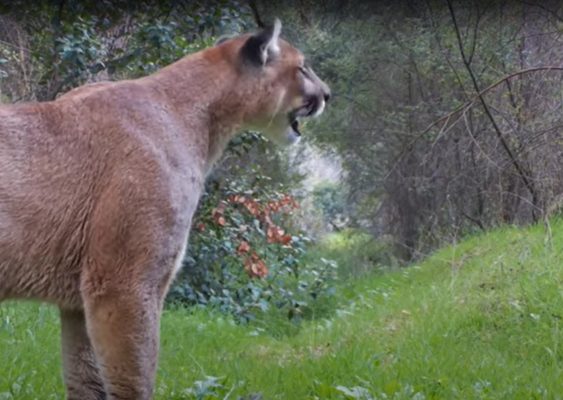 Hear a Mountain Lion's Powerful Scream—A Sound You Hope to Never ...