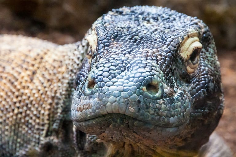 Discover 42 Amazing Zoos Where You Can See Komodo Dragons - A-Z Animals