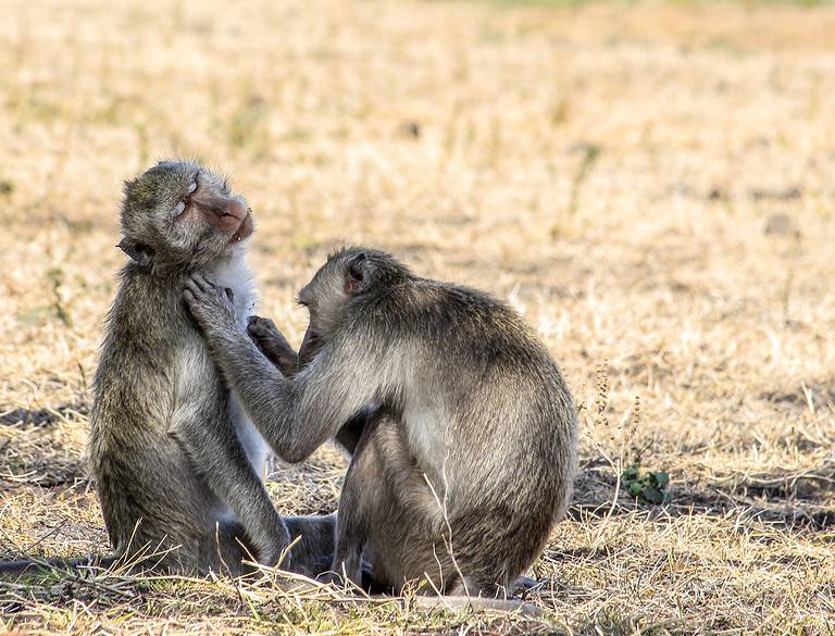Monkeys Kissing: Why Do They Do This? (With Pictures!) - A-Z Animals