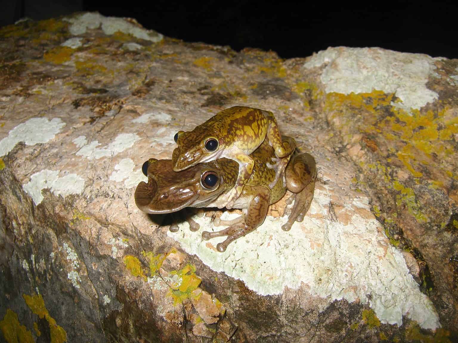 7 Weirdest Types of Frogs in the World - A-Z Animals