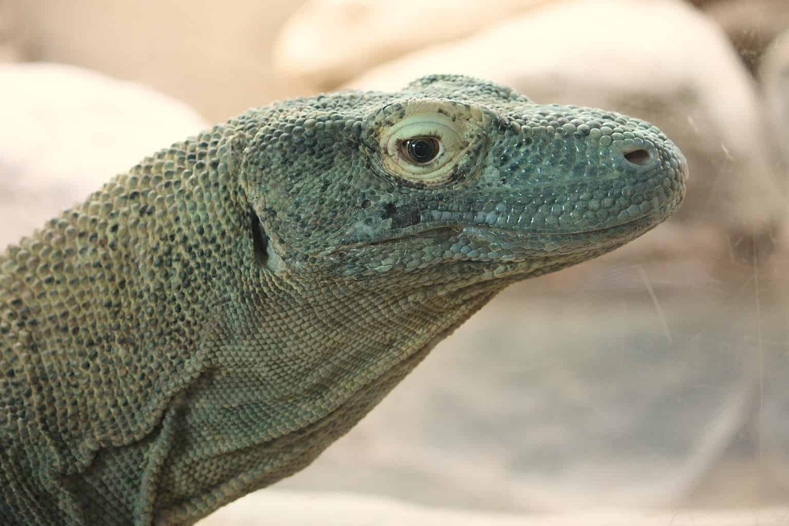 Discover 42 Amazing Zoos Where You Can See Komodo Dragons - A-Z Animals