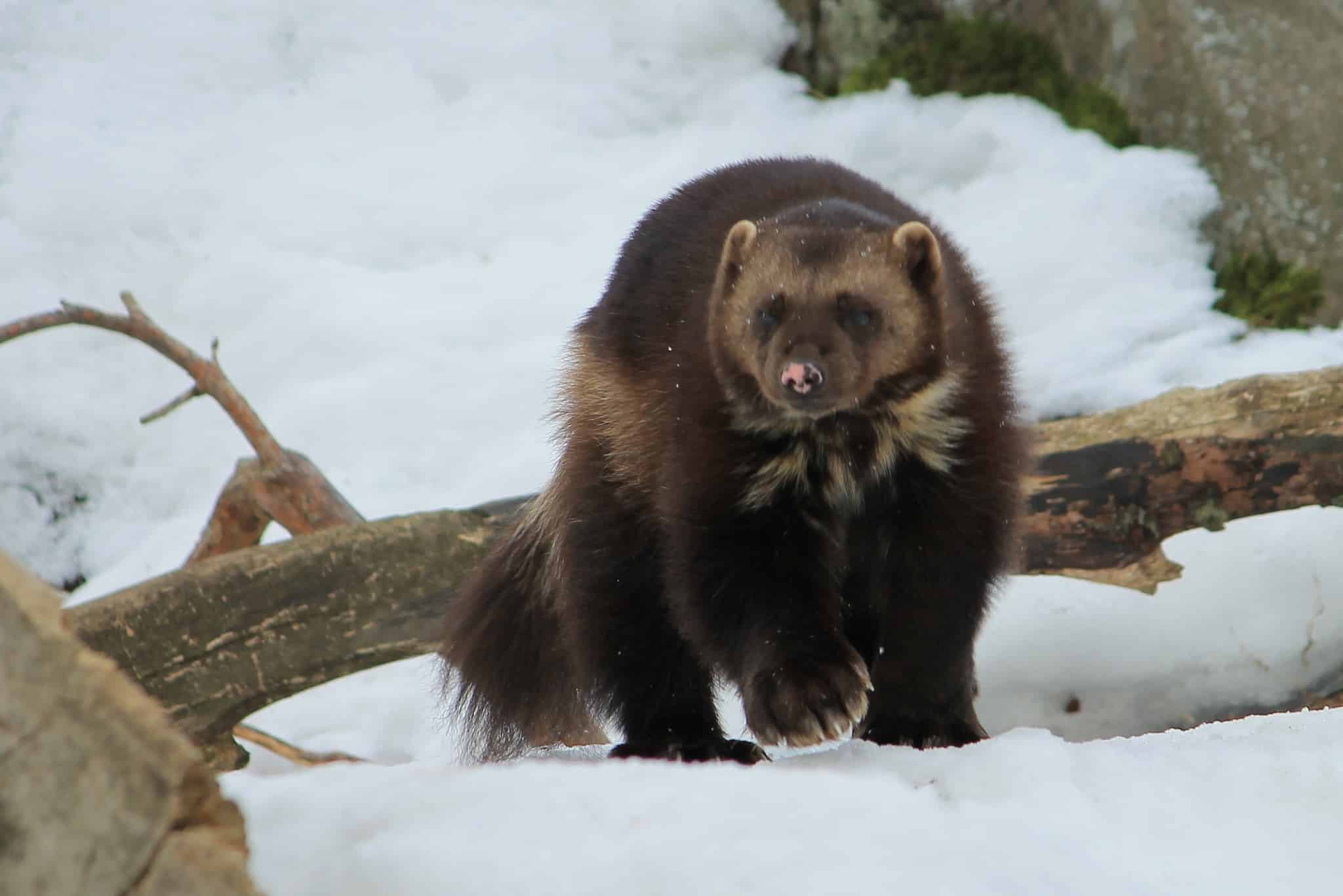 Why Wolverines Might Be Making a Comeback in Colorado - A-Z Animals