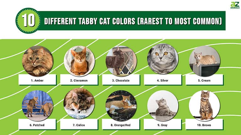 Discover the 10 Different Tabby Cat Colors (Rarest to Most Common) - A-Z Animals