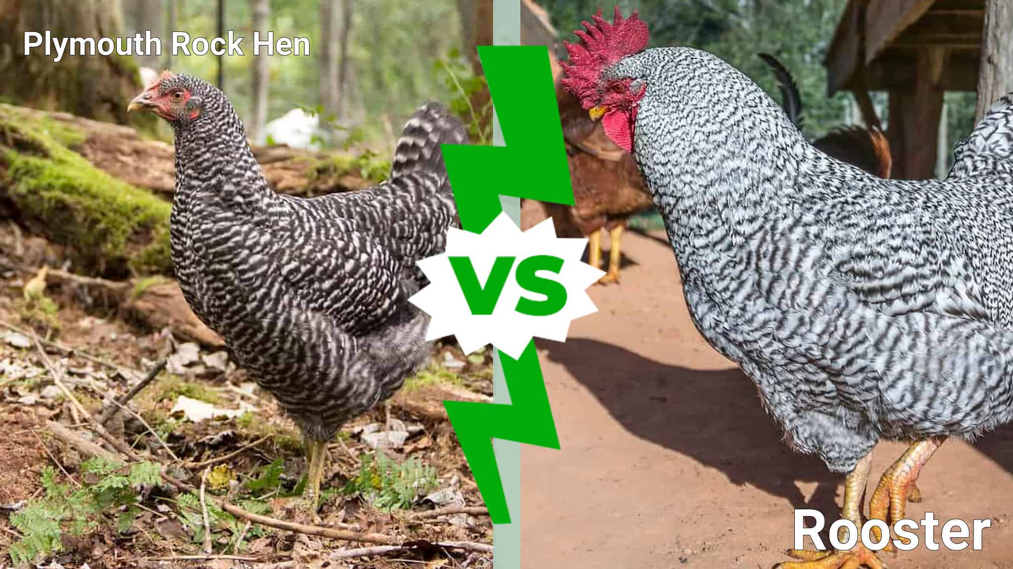 Plymouth Rock Hen vs Rooster: What Are The Differences? - A-Z Animals