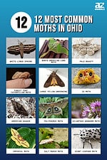 The 12 Most Common Moths You'll Find in Ohio - A-Z Animals