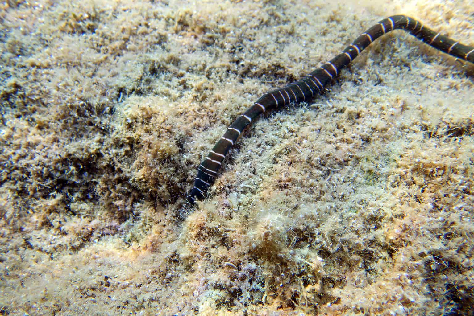 Discover The Ribbon Worm: The Slippy Creature Species of the Sea - A-Z ...
