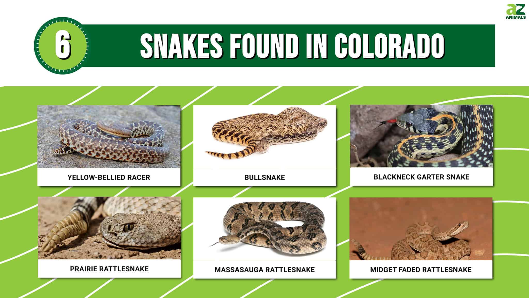 6 Snakes Found in Colorado (3 Are Venomous) - A-Z Animals