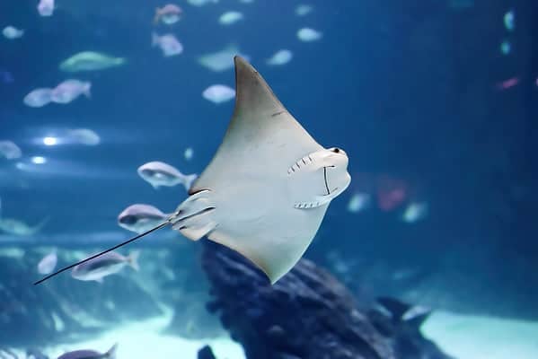 Stingray Animal Facts - Myliobatiformes - A-Z Animals