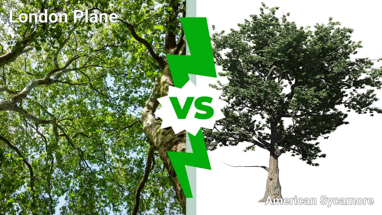 London Plane vs. American Sycamore Tree: 15 Differences Between These Towering Giants - A-Z Animals