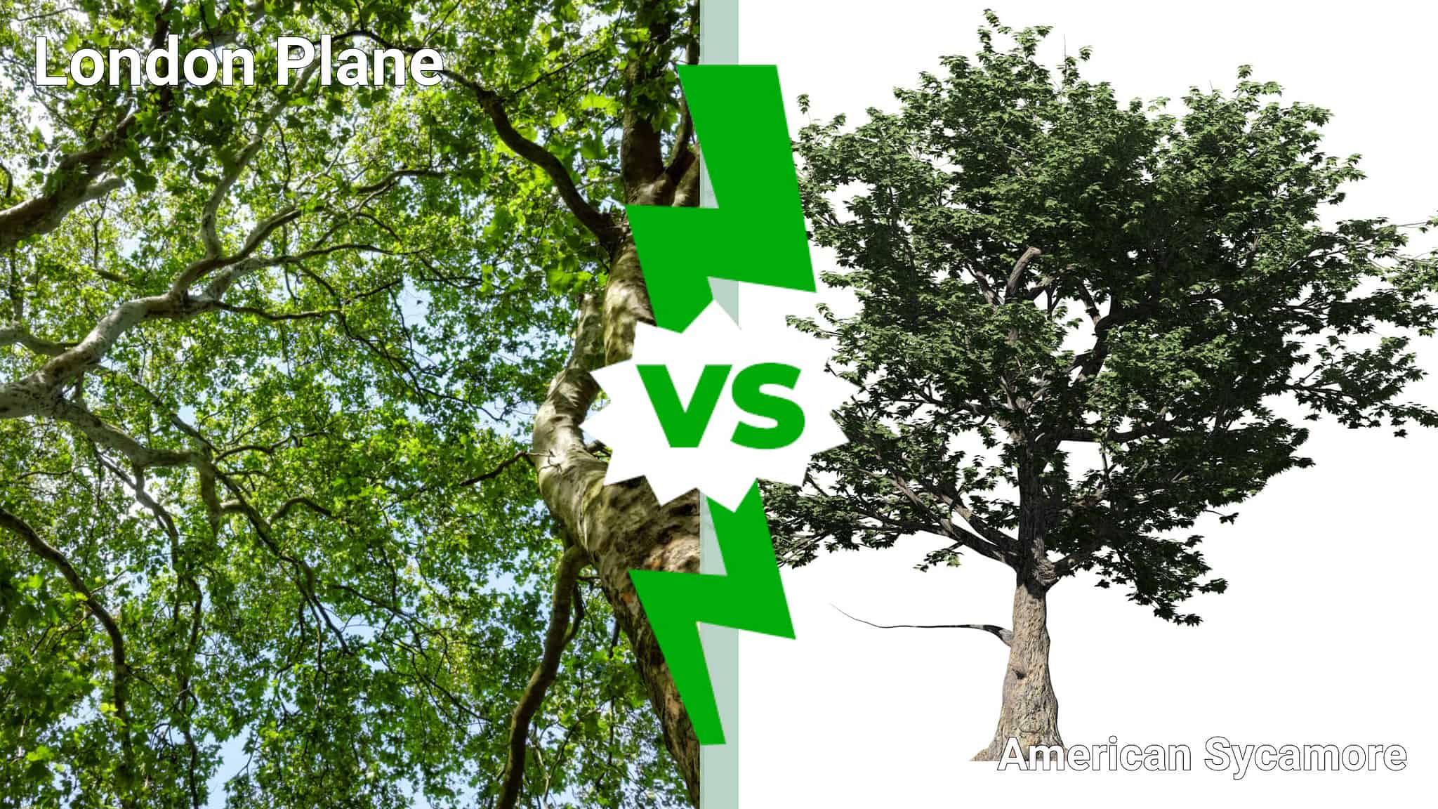 London Plane vs. American Sycamore Tree: 15 Differences Between These Towering Giants - A-Z Animals