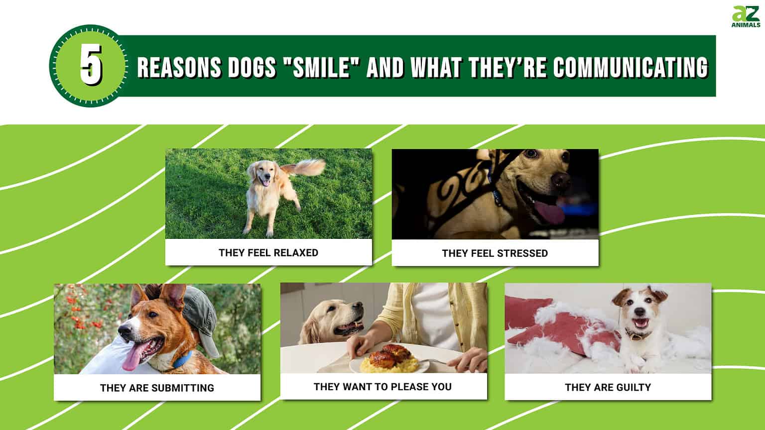 5 Reasons Dogs ‘Smile’ and What They’re Communicating - A-Z Animals
