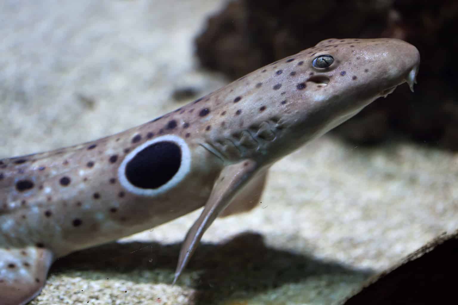 This Shark is a Master of Both Land and Sea - A-Z Animals