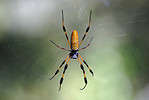 32 Spiders That Look Like Scorpions But Are Nothing Like Them - A-Z Animals