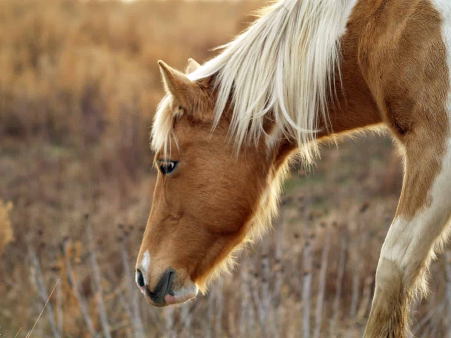 Discover The 11 Official State Animals Of Virginia - A-Z Animals