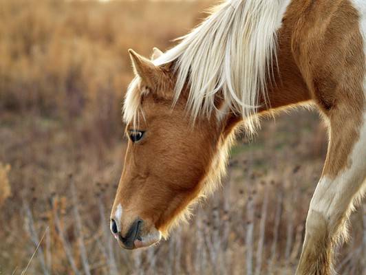 Discover The 11 Official State Animals Of Virginia - A-Z Animals