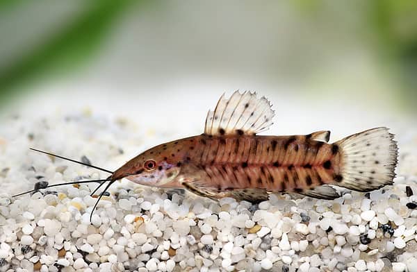 The 15 Best Tank Mates for Flowerhorns - A-Z Animals