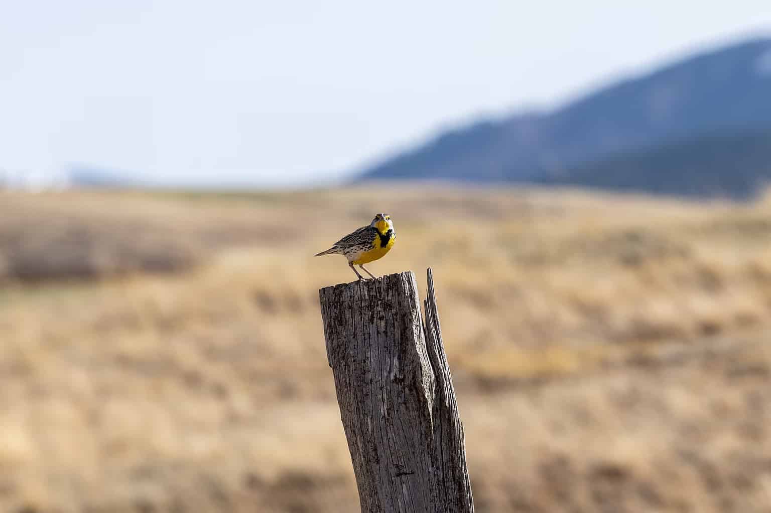 Discover the Official State Bird of North Dakota - A-Z Animals