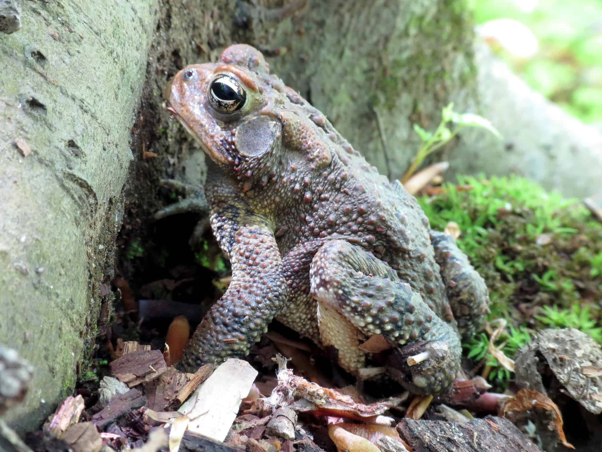 How American Toads Attract Mates with a Loud Croak - A-Z Animals