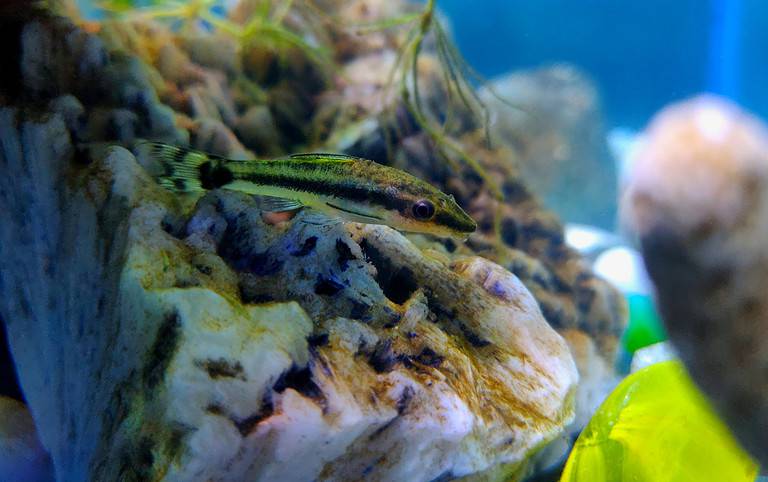 The 19 Best and Most Effective Algae-Eating Fish for Outdoor Ponds - A ...
