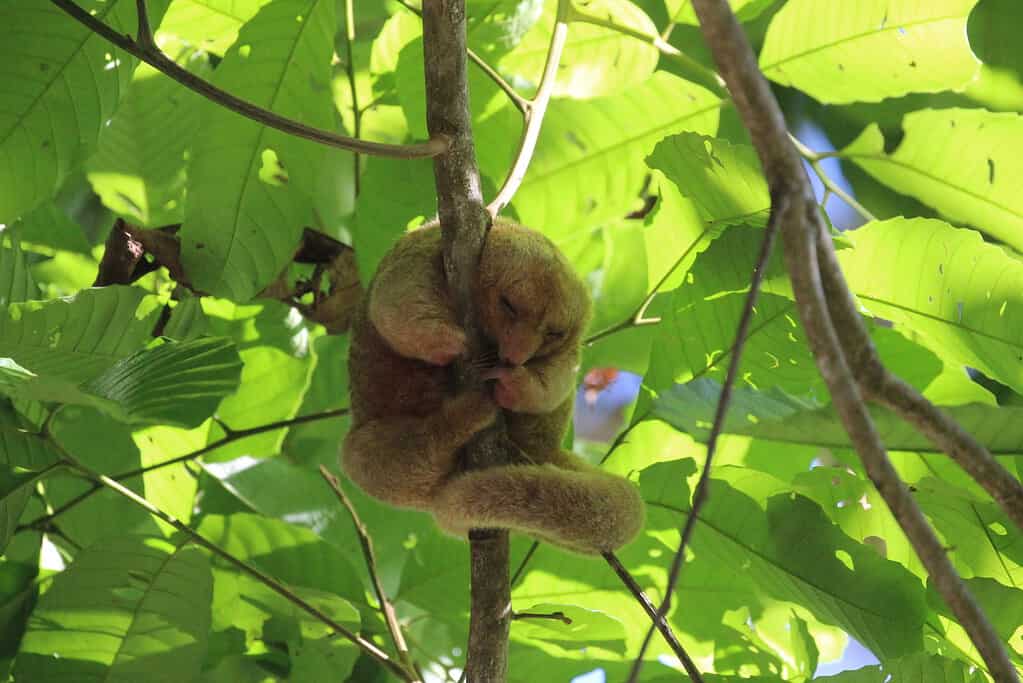 Discover the Mysterious Silky Anteater: Everything To Know About This ...