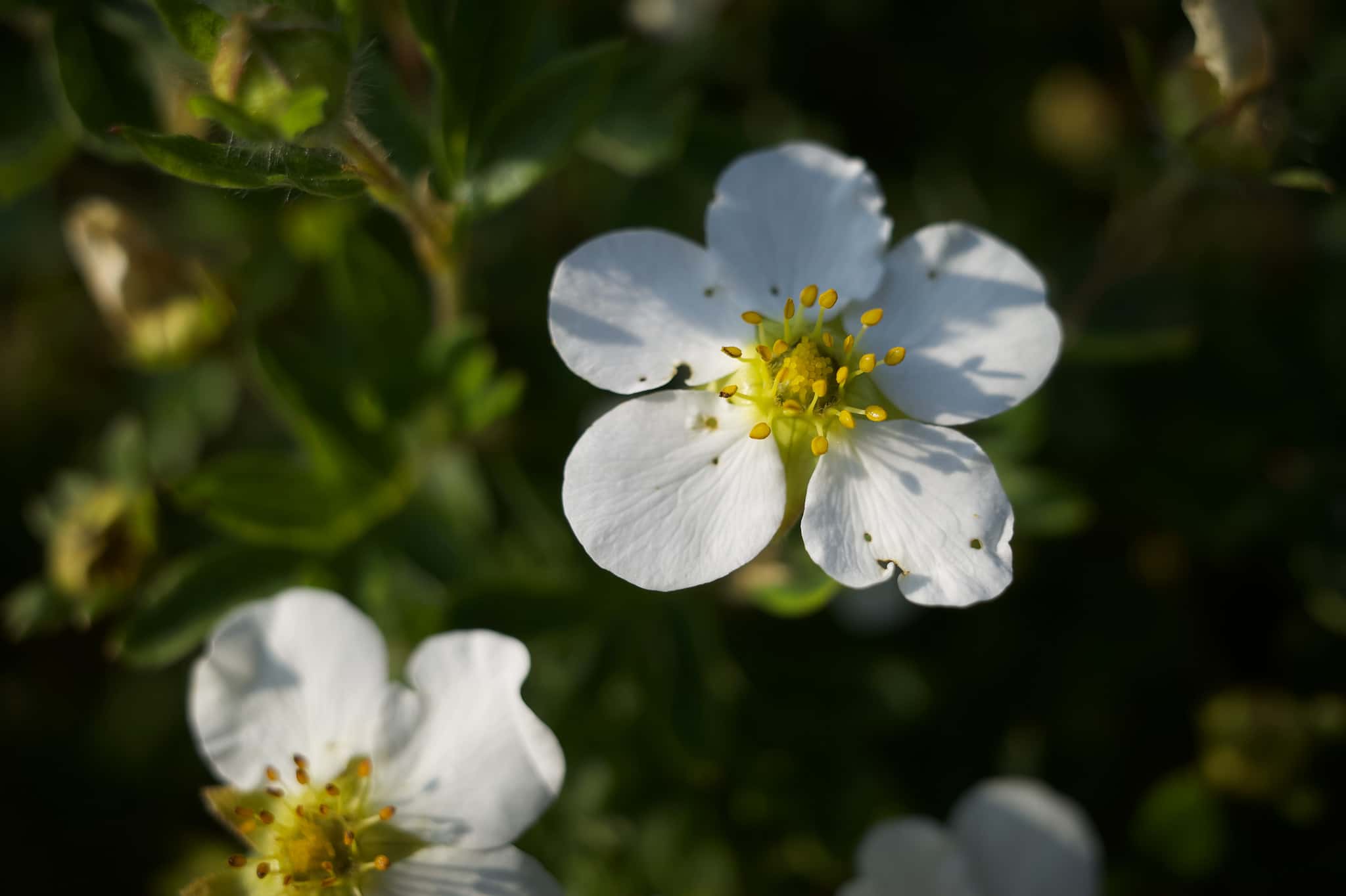 14 Gorgeous Flowers That Represent Growth - A-Z Animals