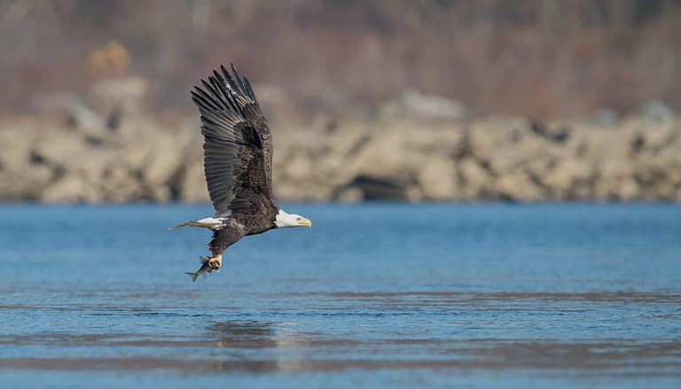 The 11 Best Places and Times to See Bald Eagles in Missouri - A-Z Animals