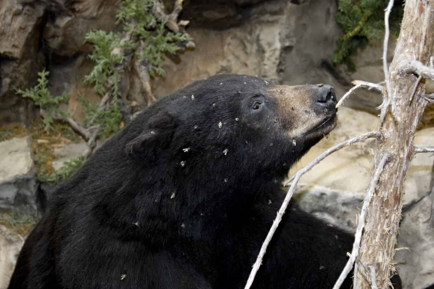 Beware of These 5 Bear Hotspots in Washington - A-Z Animals
