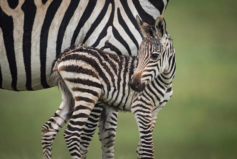 Baby Zebra: 10 Pictures and 10 Amazing Facts - A-Z Animals