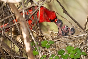 Why Indiana’s State Bird Isn’t Rare—But That’s the Point - A-Z Animals