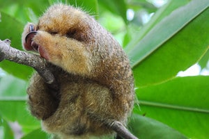 Discover the Mysterious Silky Anteater: Everything To Know About This ...
