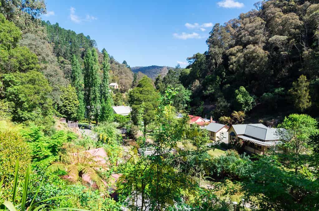 Discover the 20 Most Forested Countries in the World - A-Z Animals