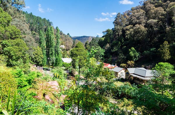 Discover the 20 Most Forested Countries in the World - A-Z Animals
