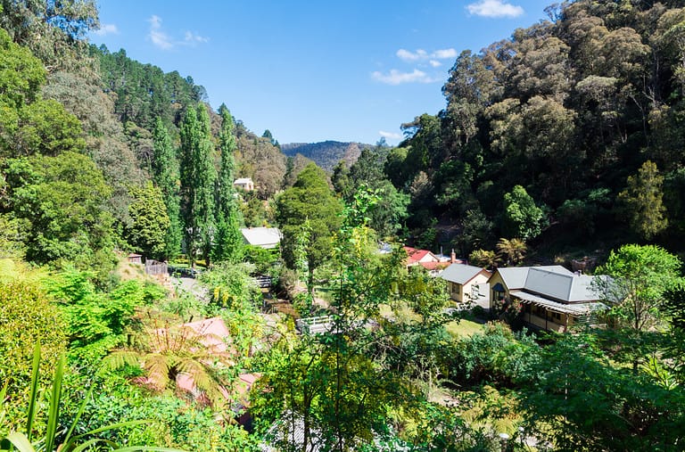 Discover the 20 Most Forested Countries in the World - A-Z Animals