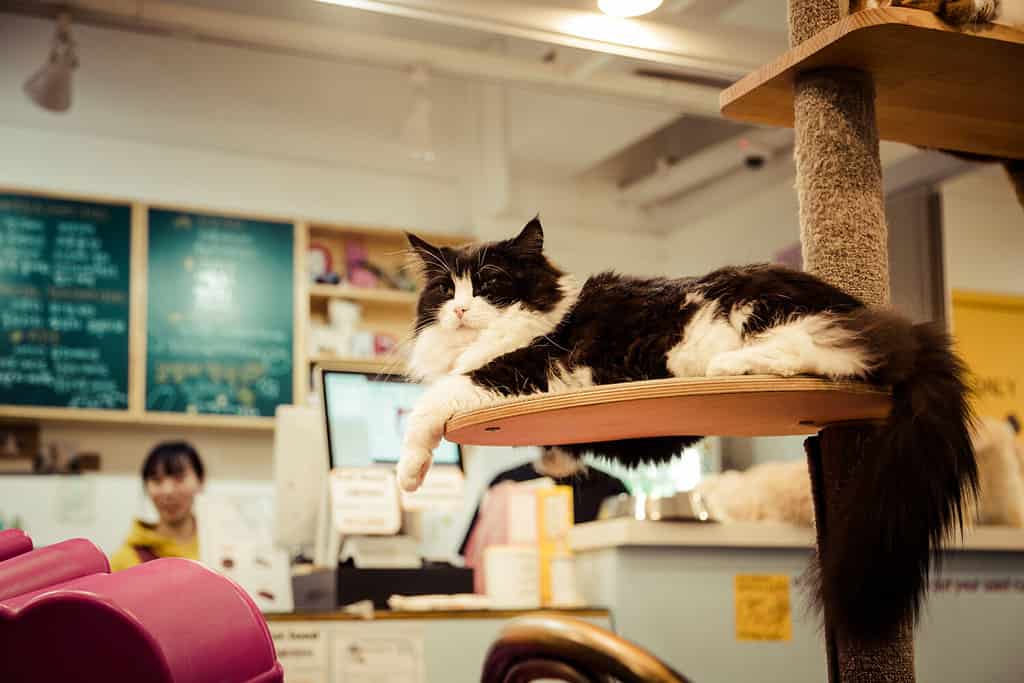 13 Clever Cat Cafes in the U.S. to Get Your Feline Fix - A-Z Animals
