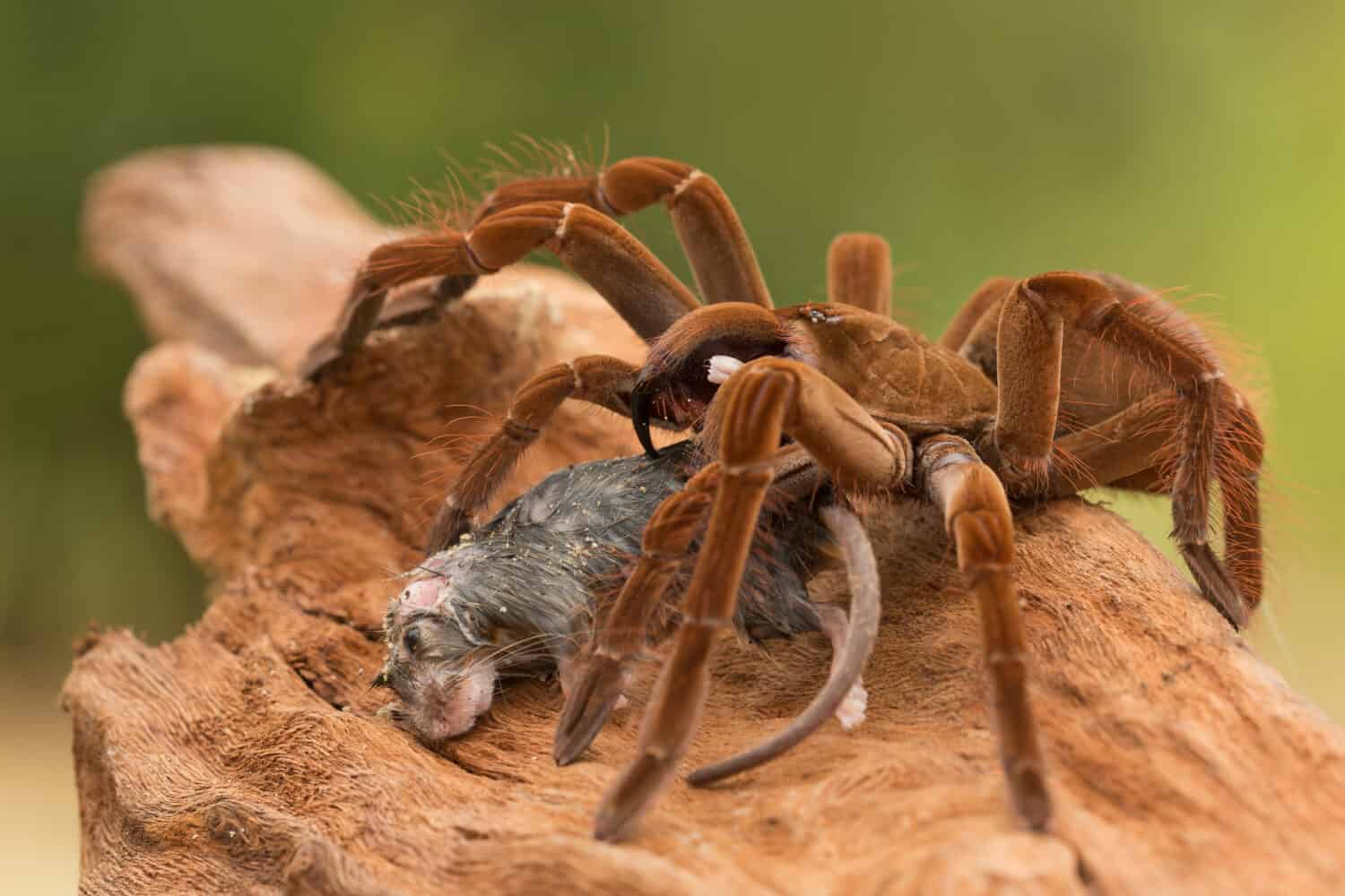 The Most Massive Tarantula in the Entire World - A-Z Animals