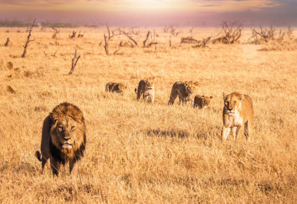 How Do Lions Hunt? Understanding Their Most Common Tactics - A-Z Animals
