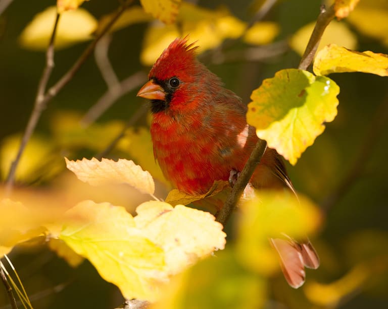 Discover the Official State Bird of Virginia - A-Z Animals