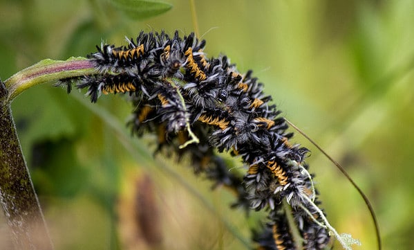 The 15 Most Common Moths You'll Find in Texas - A-Z Animals