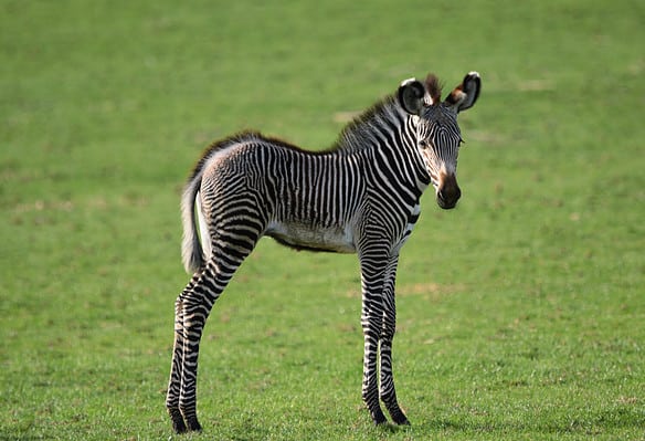 Baby Zebra: 10 Pictures and 10 Amazing Facts - A-Z Animals