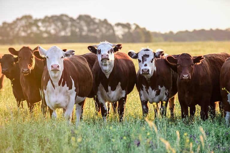Yes Cows Really Do Have Besties A Z Animals