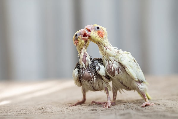 Baby Cockatiel Chick: 9 Pictures and 9 Incredible Facts - A-Z Animals