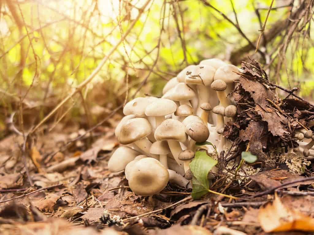 23 Mushrooms that Grow in Clusters - A-Z Animals