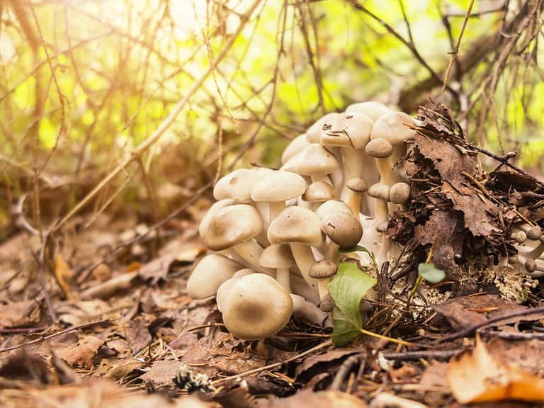 23 Mushrooms that Grow in Clusters - A-Z Animals