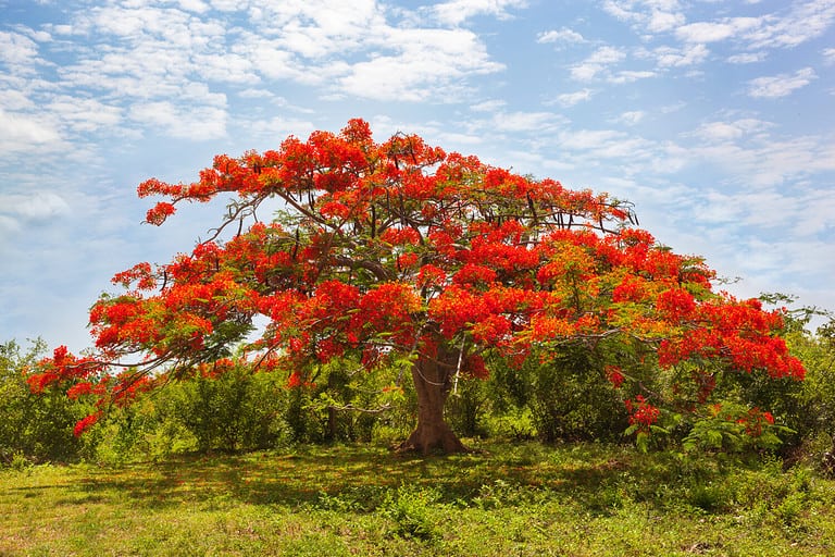 10 Gorgeous Red Flowering Trees in Florida - A-Z Animals