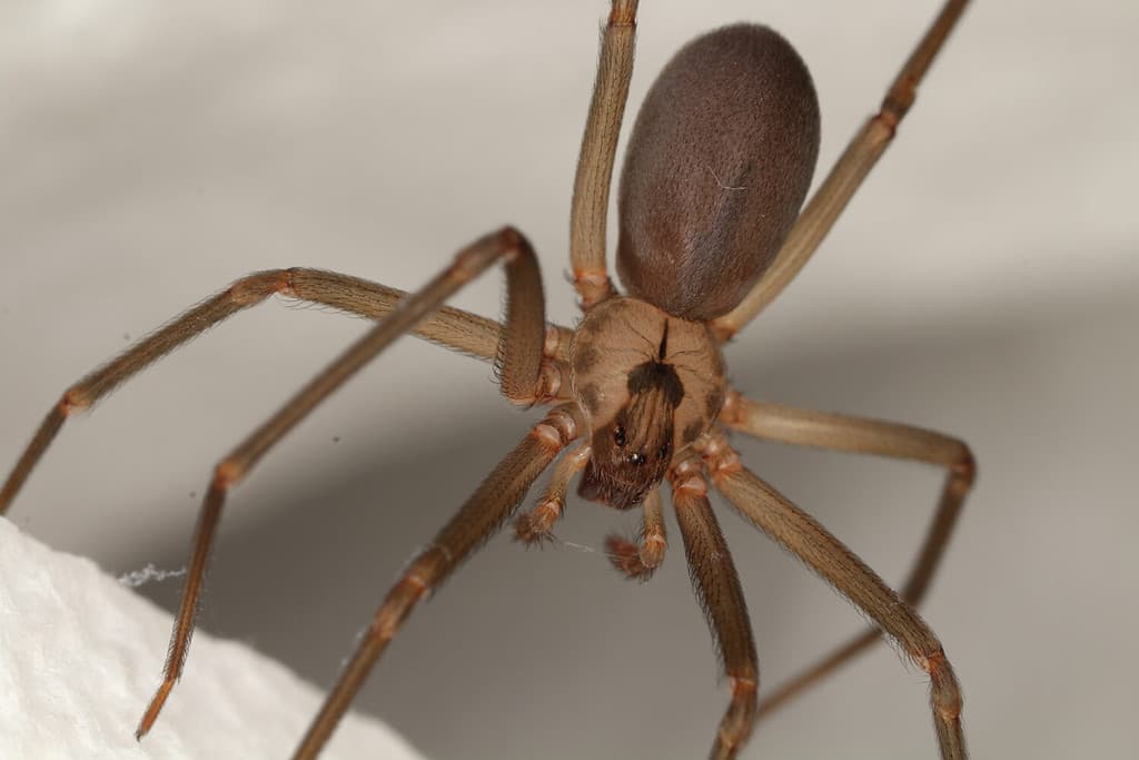 Chilean Recluse Spider Animal Facts - A-Z Animals
